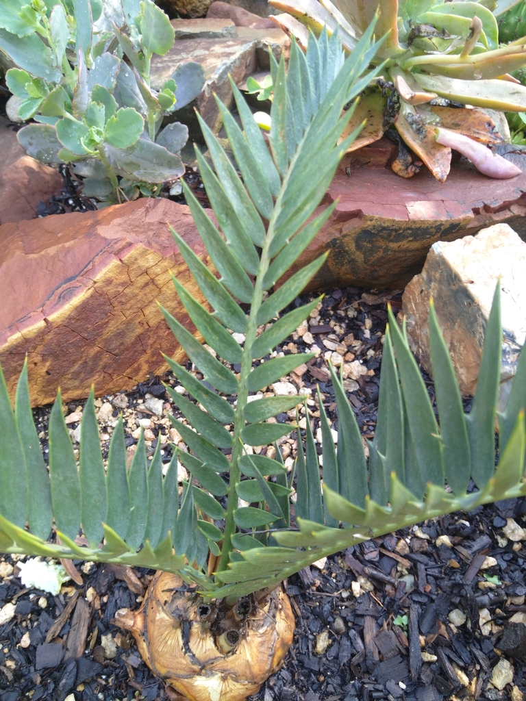 bread palms in November 2022 by Kyle Campbell · iNaturalist