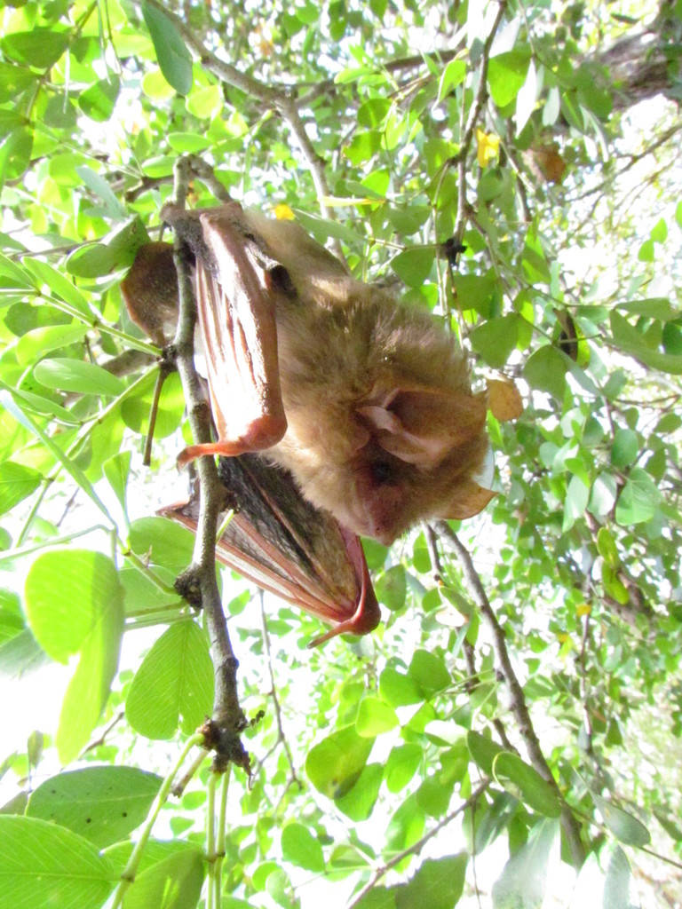 Hairy-tailed Bats from Lázaro Cárdenas, Q.R., México on March 16, 2012 ...