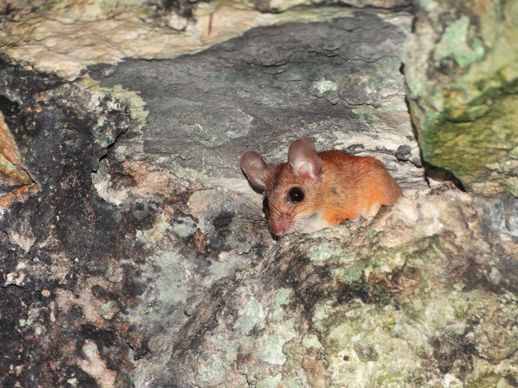 Yucatán Deer Mouse from Solidaridad, Q.R., México on September 16, 2017 ...