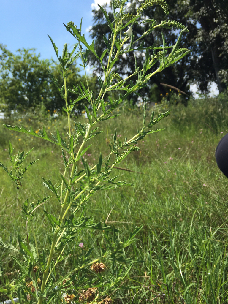 western ragweed from Rice University, Houston, TX, US on September 25 ...