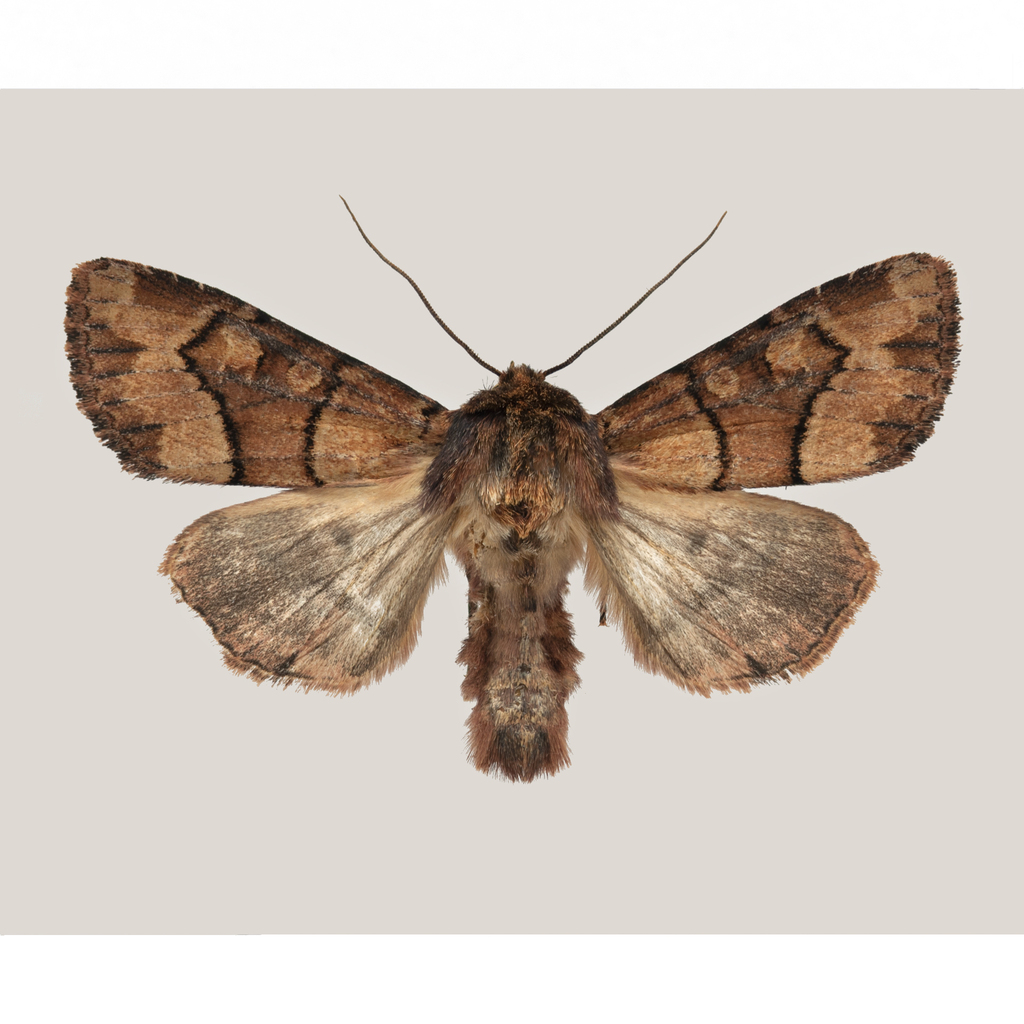 Northern Banded Quaker from Nord-du-Québec, QC, Canada on June 28, 2021 ...