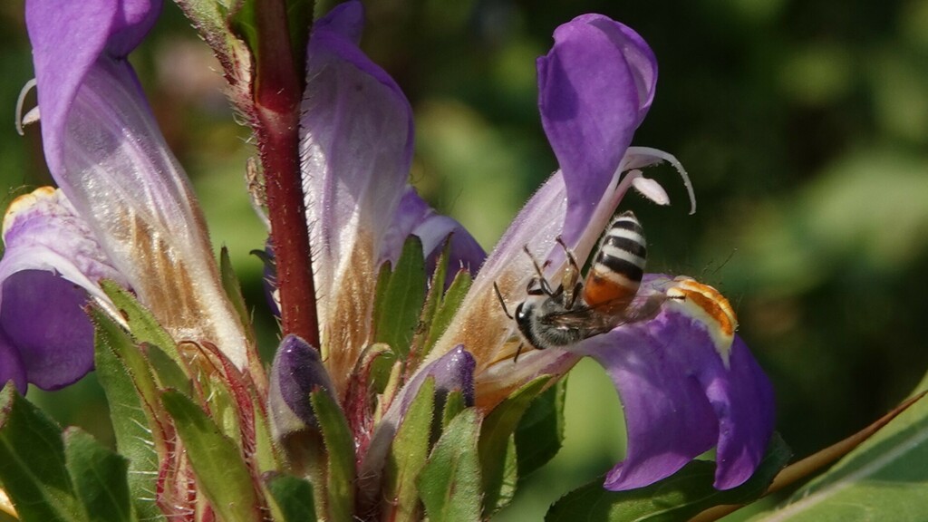 Red Dwarf-Honey bee from Kandivali, Kandivali West, Mumbai, Maharashtra ...