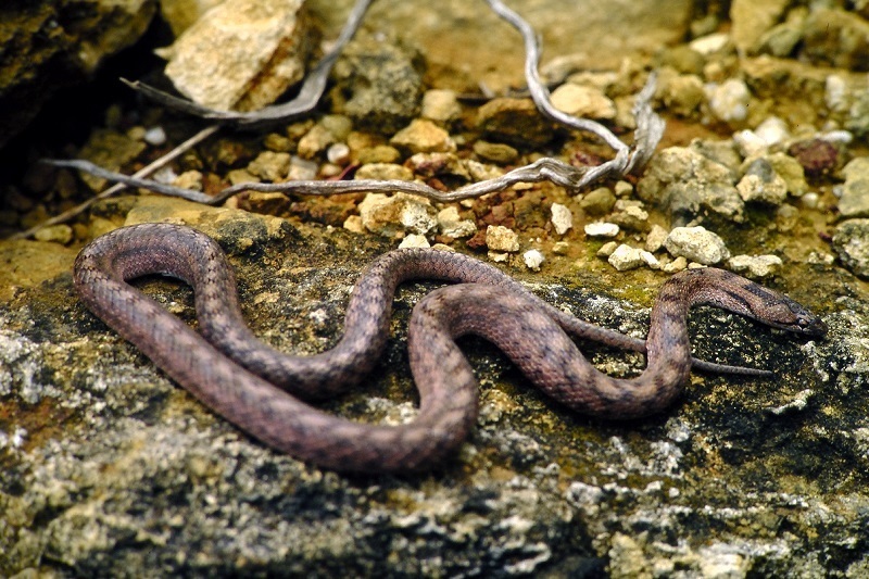Southern Smooth Snake from 8700 Quelfes, Portugal on April 26, 1995 at ...