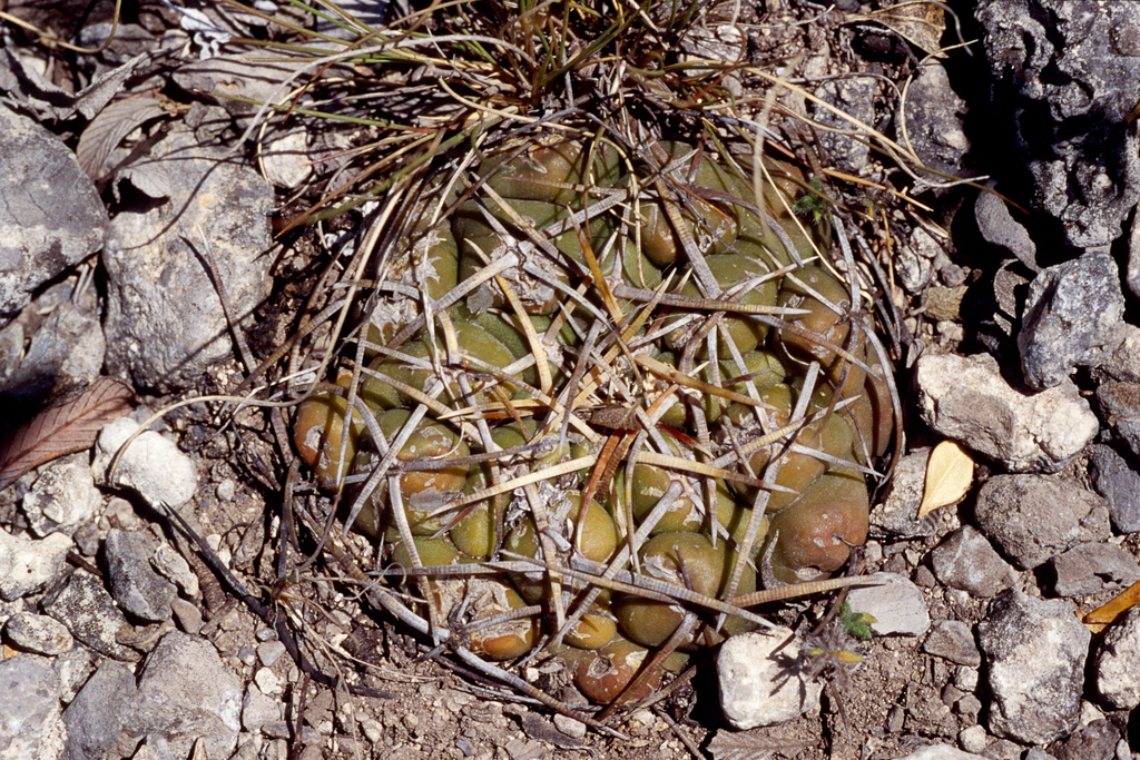 Thelocactus hexaedrophorus hexaedrophorus from Villa Juárez, San Luis ...