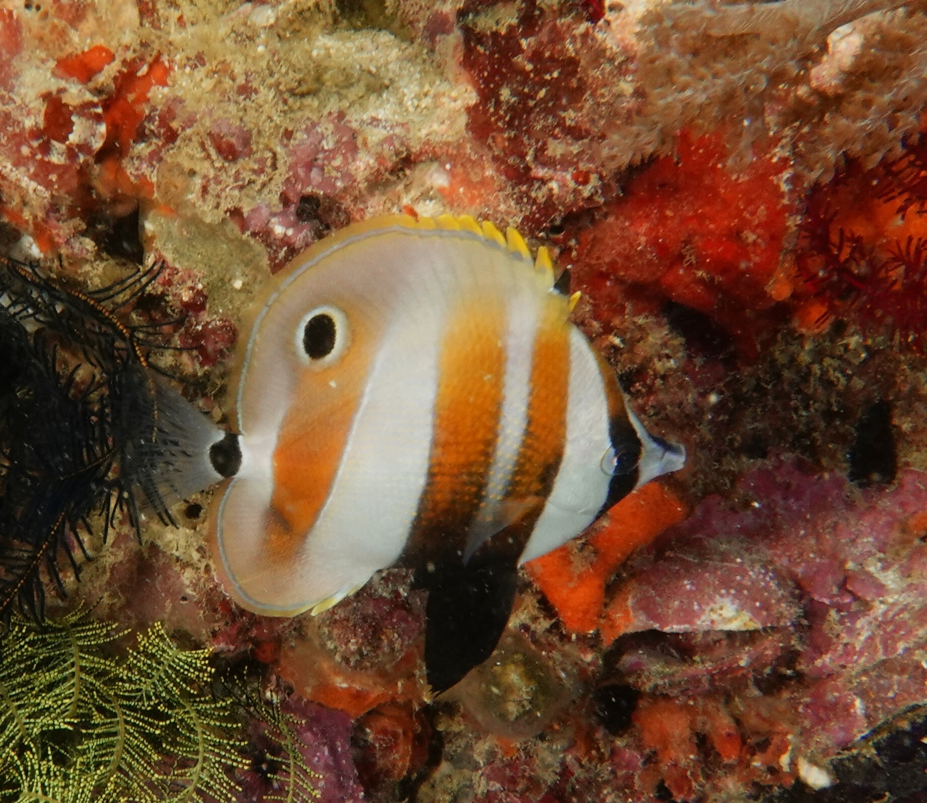 Coradion chrysozonus (Cuvier, 1831)