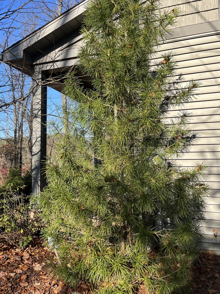 koyamaki from Loyal Oak, Norton, OH, US on November 3, 2022 at 03:29 PM ...