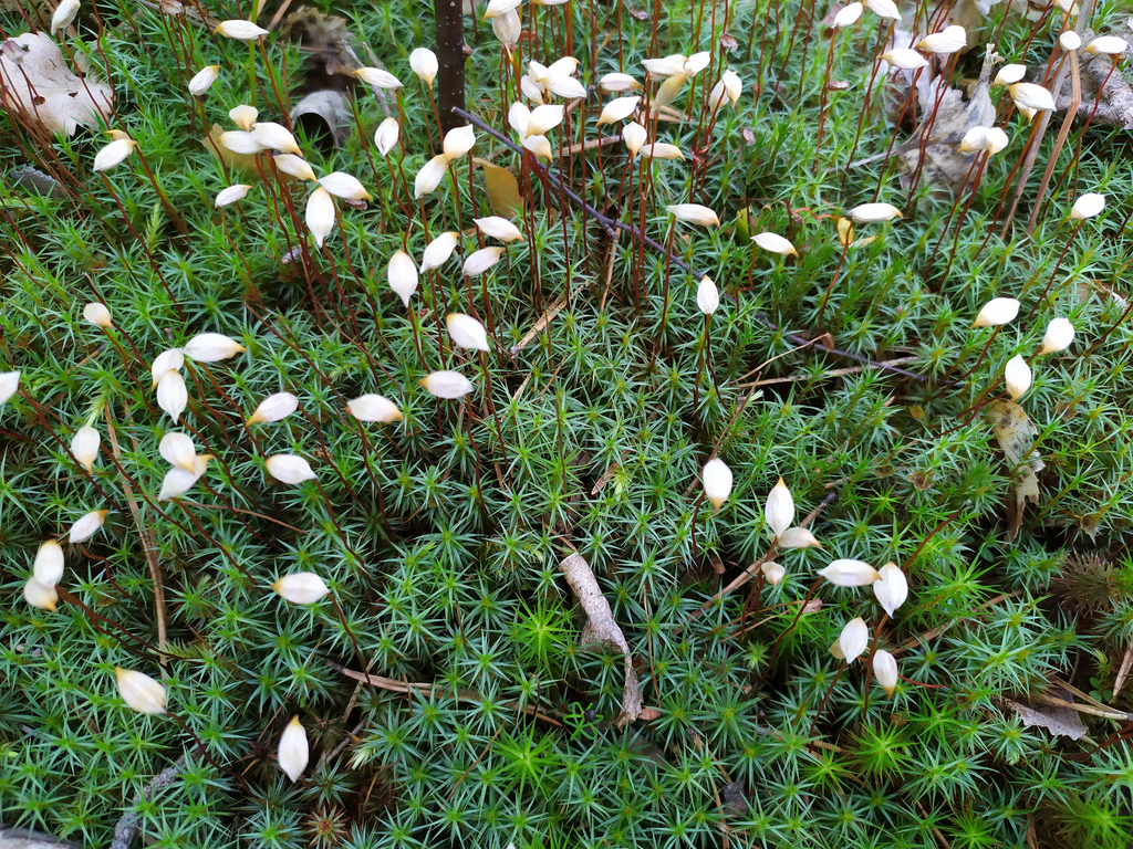 Common Haircap Moss from г. Верхняя Пышма, Свердловская обл., Россия on ...