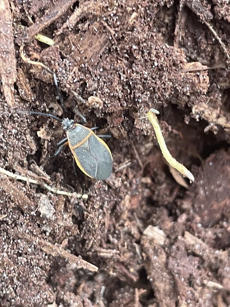 Eastern Bordered Plant Bug from Rivermont Dr, Pickensville, AL, US on ...