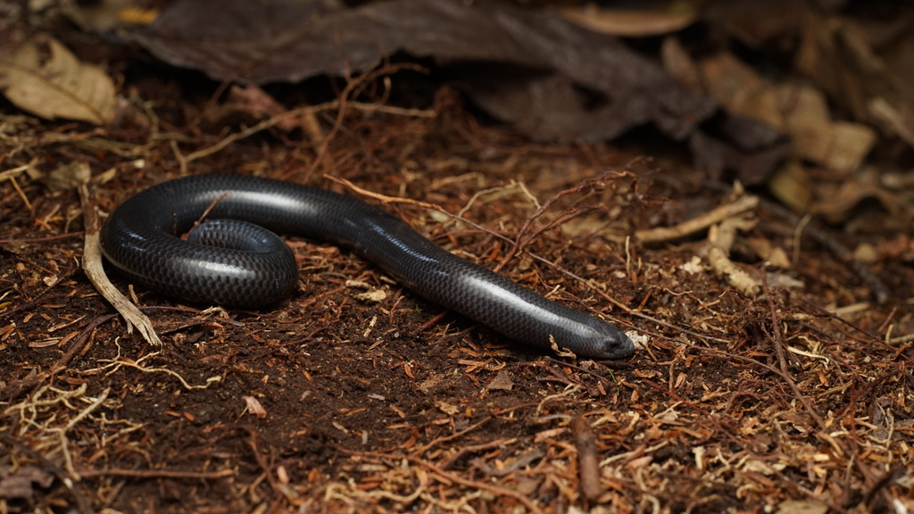 Longtail Limbless Skink from Mulanje, MW on November 13, 2022 at 10:55 ...