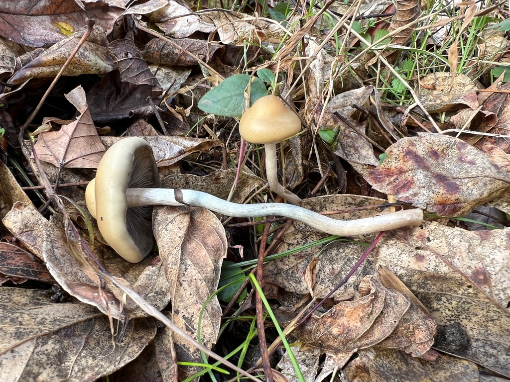 Psychedelic Ovoid Mushroom from Robert Island, Havre De Grace, MD, US ...