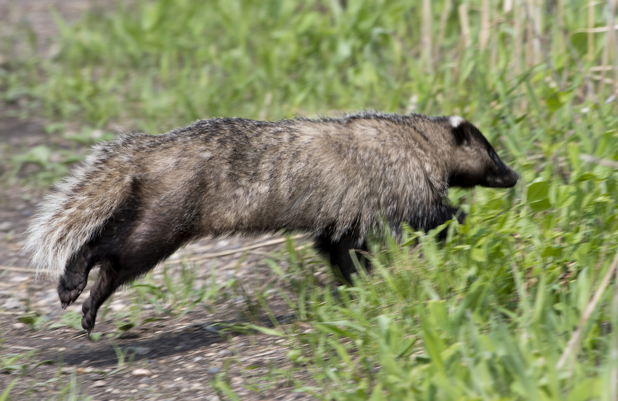 Meles leucurus (Hodgson, 1847)