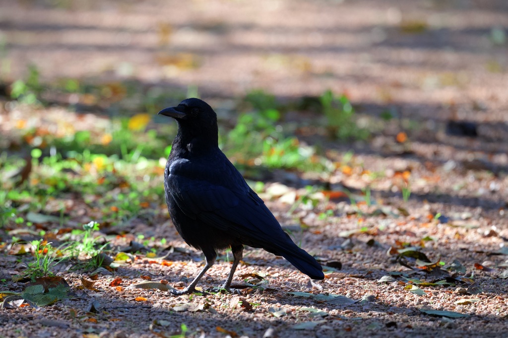 American Crow from Mansfield, TX, USA on November 13, 2022 at 11:49 AM ...