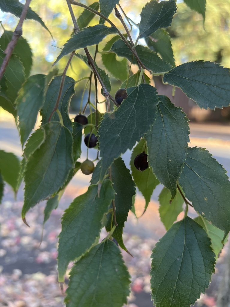 Nettle tree from Broadway St, Chico, CA, US on November 12, 2022 at 03: ...