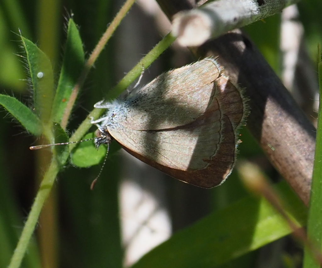 Lesser Grass Blue from Lake Joondalup, Western Australia, Australia on ...