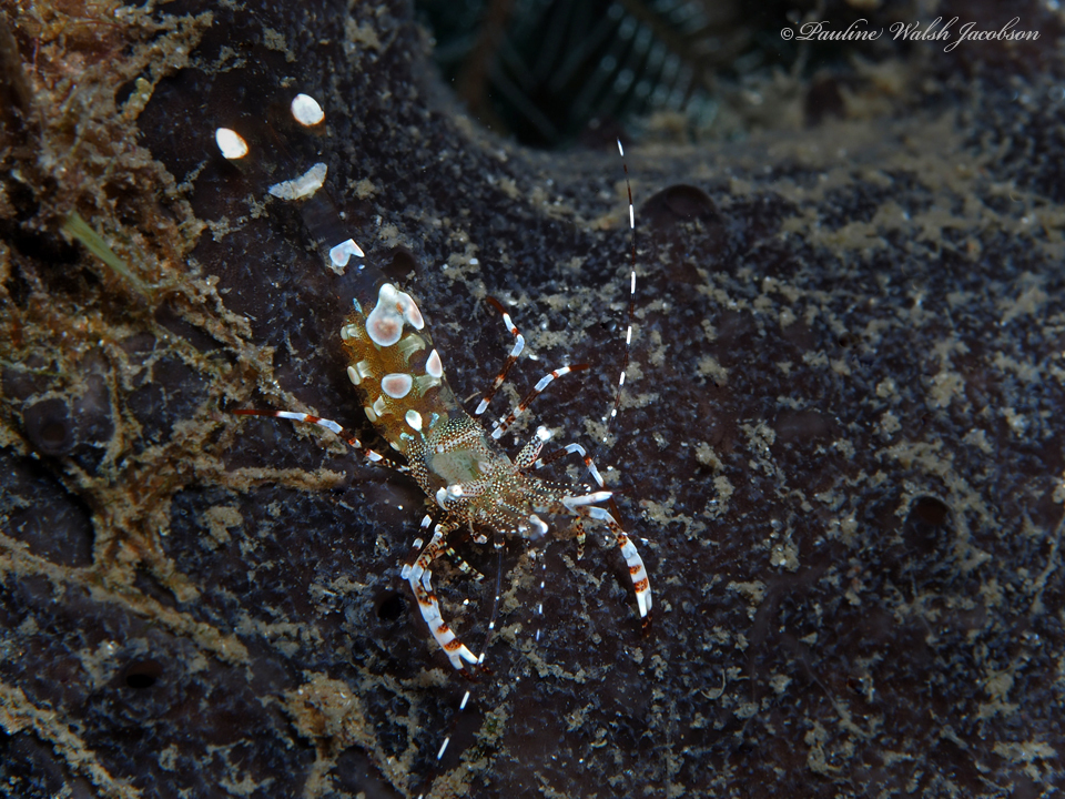 spotted cleaner shrimp from Riviera Beach, FL, USA on September 23 ...