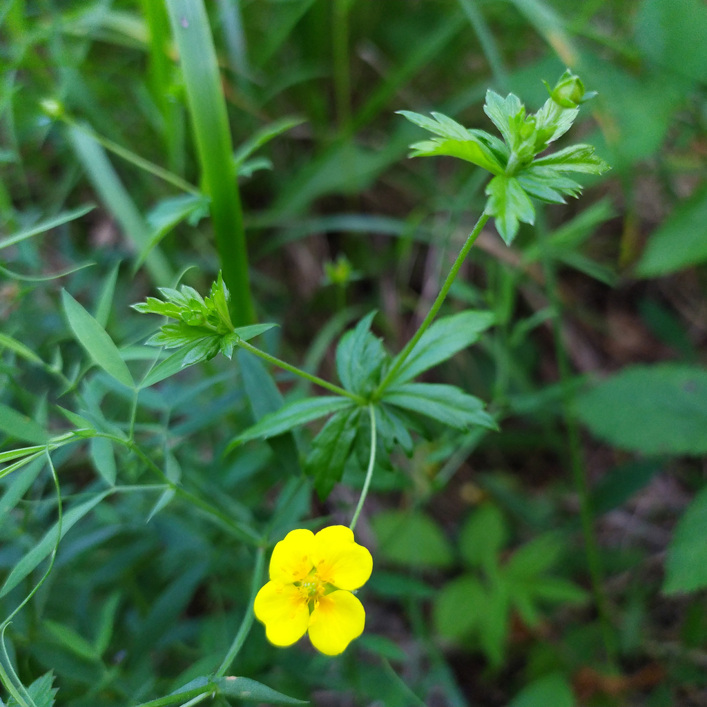 Tormentil from Verkhnyaya Pyshma gorsovet, Sverdlovsk, Russia on July 9 ...