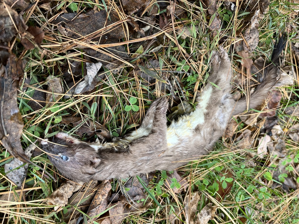 Long-tailed Weasel from Mingo Creek County Park, Eighty Four, PA, US on ...