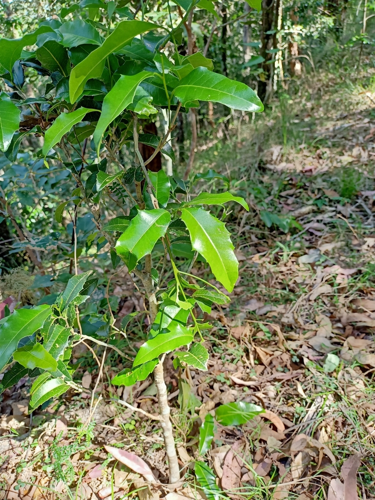 Yellow Tulipwood from Kilcoy, AU-QL, AU on November 13, 2022 at 08:41 ...