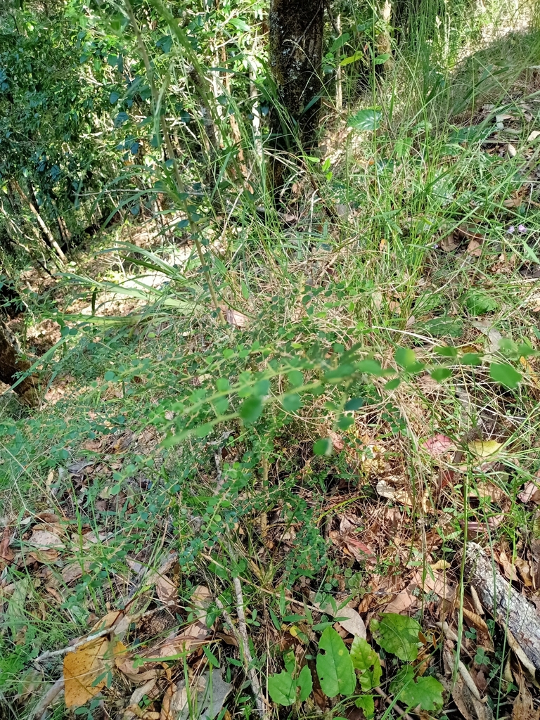 Cockspur Thorn from Moore QLD 4314, Australia on November 13, 2022 at ...