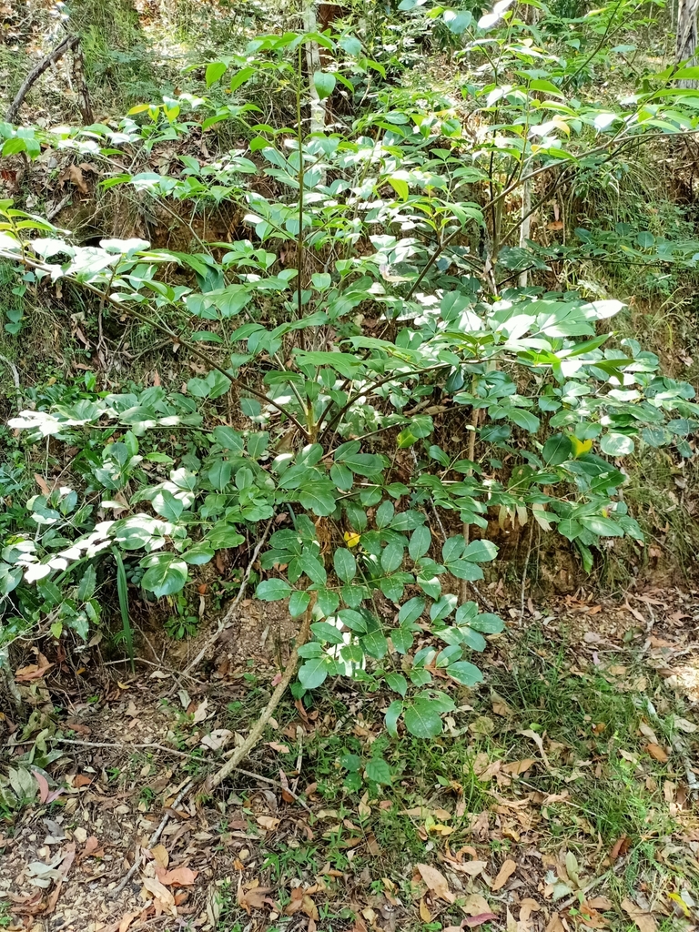 celery wood from Moore QLD 4314, Australia on November 13, 2022 at 08: ...