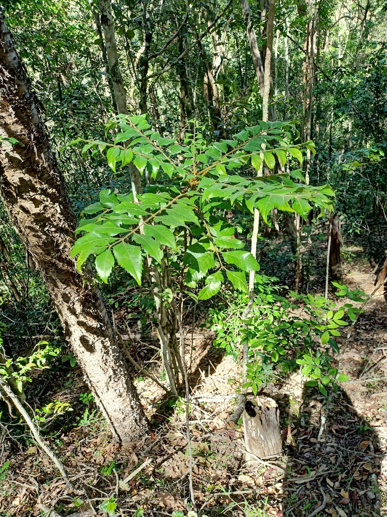 Fern Top from Moore QLD 4314, Australia on November 13, 2022 at 09:04 ...