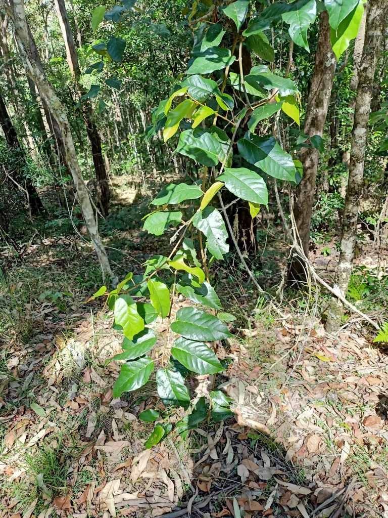 Kangaroo Vine from Harlin QLD 4314, Australia on November 13, 2022 at ...