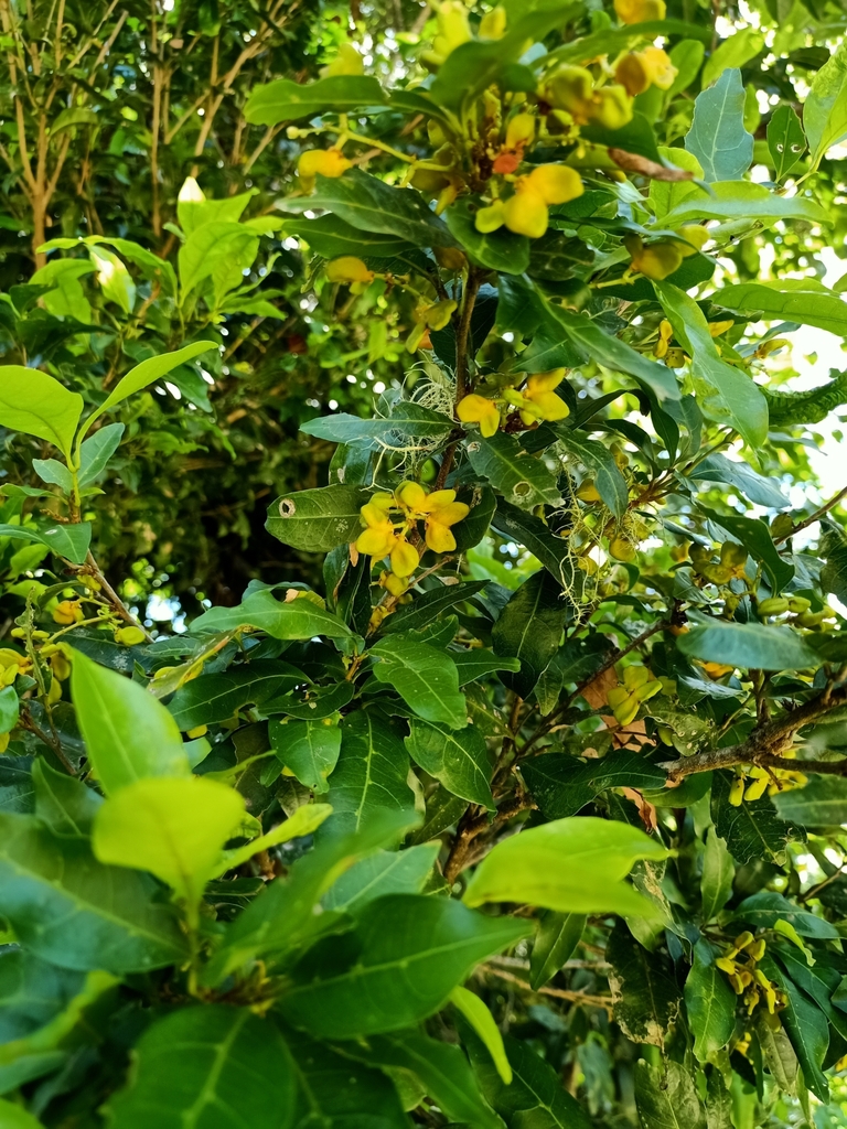 plants from Monsildale QLD 4515, Australia on November 13, 2022 at 09: ...