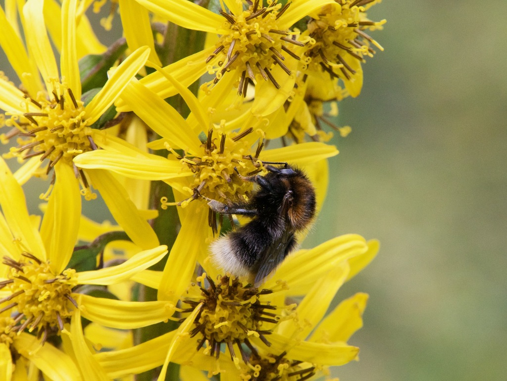 Tree Bumble Bee from Akureyri, Hálshreppur, Iceland on September 9 ...