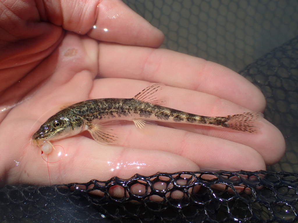 (Triplophysa uranoscopus) - Marine Life Identification