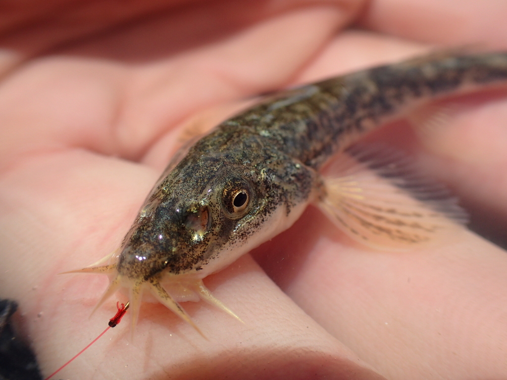 (Triplophysa uranoscopus) - Marine Life Identification