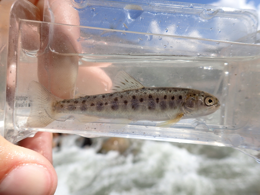 Sevan Trout (Salmo ischchan) - Marine Life Identification