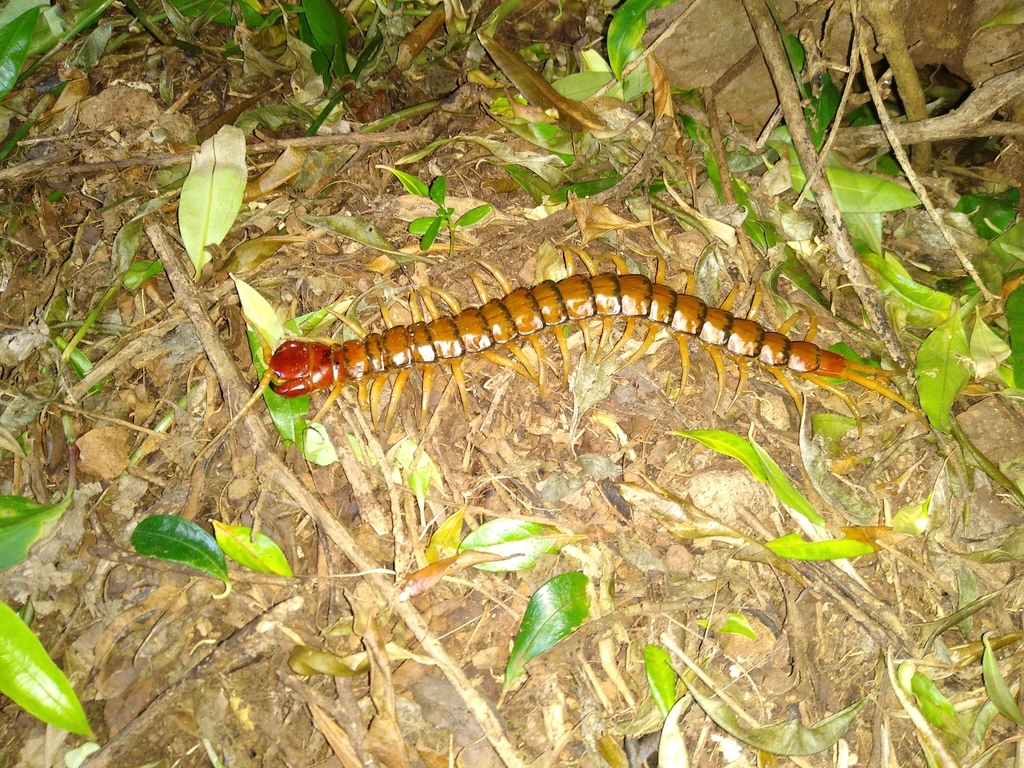 Phillip Island Centipede from Norfolk Island (Phillip Island), NF on ...