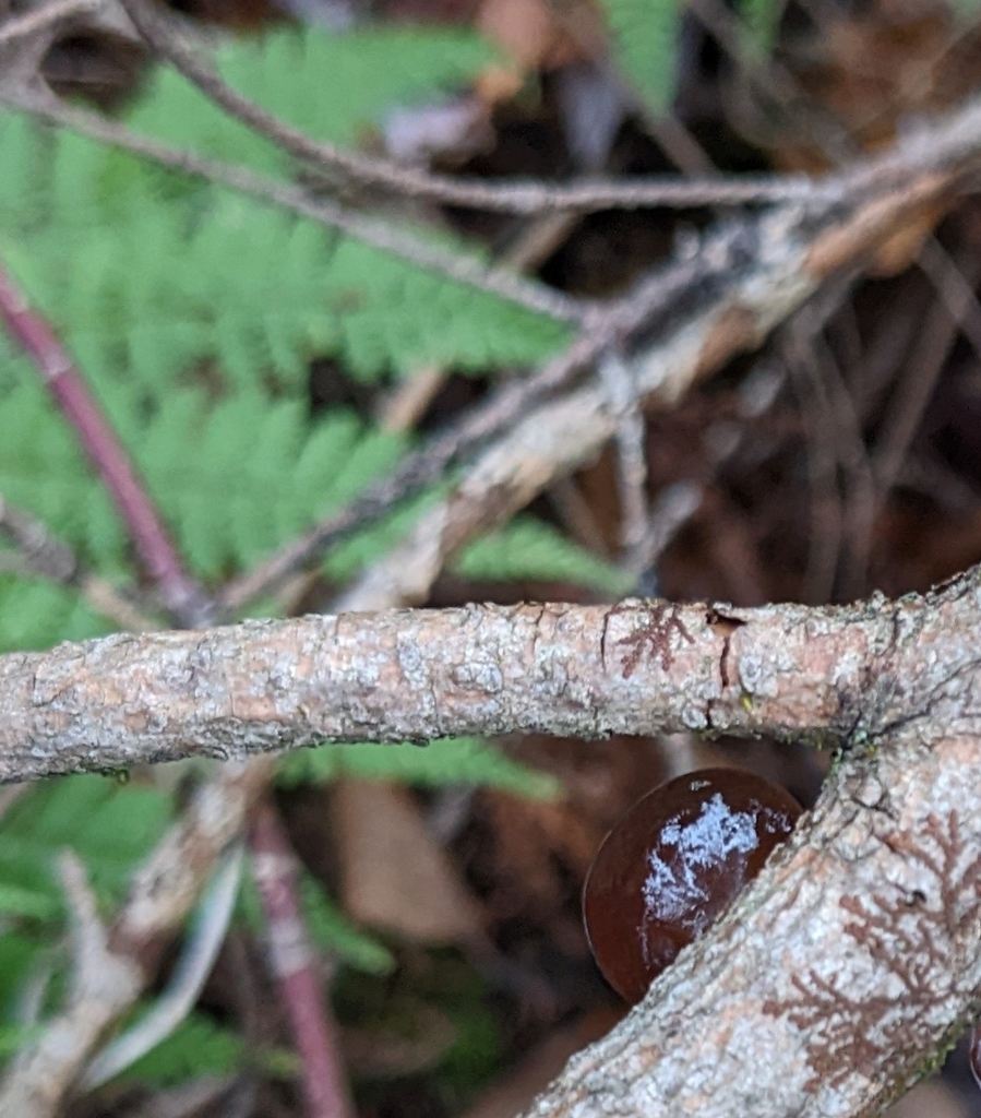 Jelly Tree Ear from Val-David, QC, Canada on November 13, 2022 at 01:16 ...
