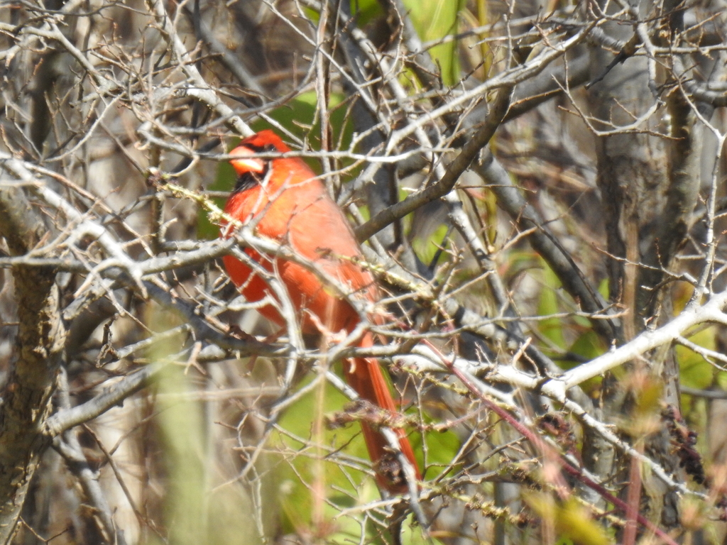 Northern Cardinal from Lewisville, TX, USA on November 13, 2022 at 11: ...