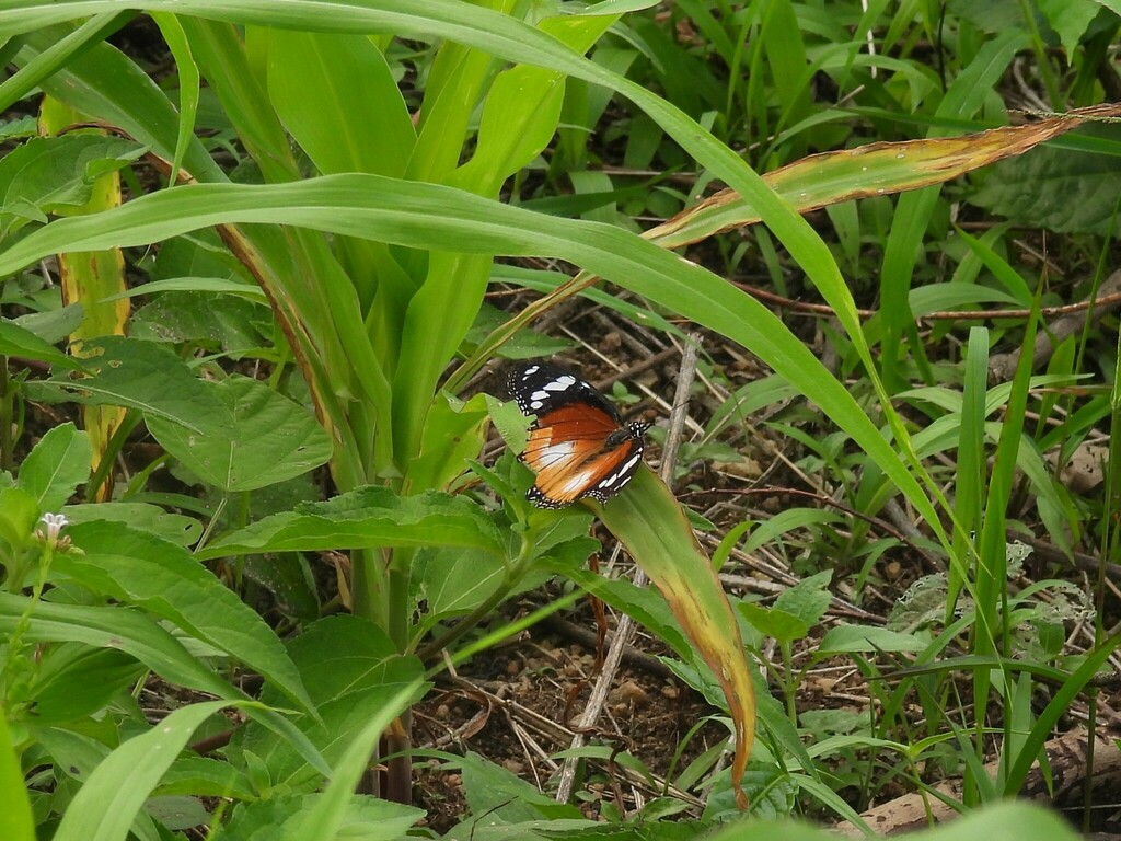 Danaid Eggfly from R82, Ghana on October 26, 2022 at 04:59 PM by Klas ...