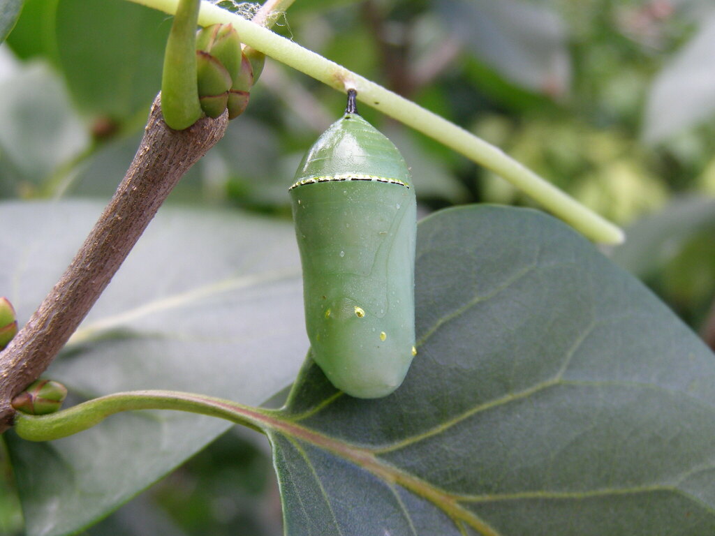 Monarch from 1491 VT-103, Mt Holly, VT 05758, USA on September 08, 2021 ...