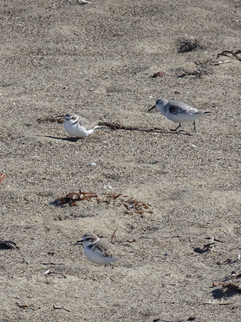Snowy Plover in November 2022 by Thomas Koffel. with sanderling ...