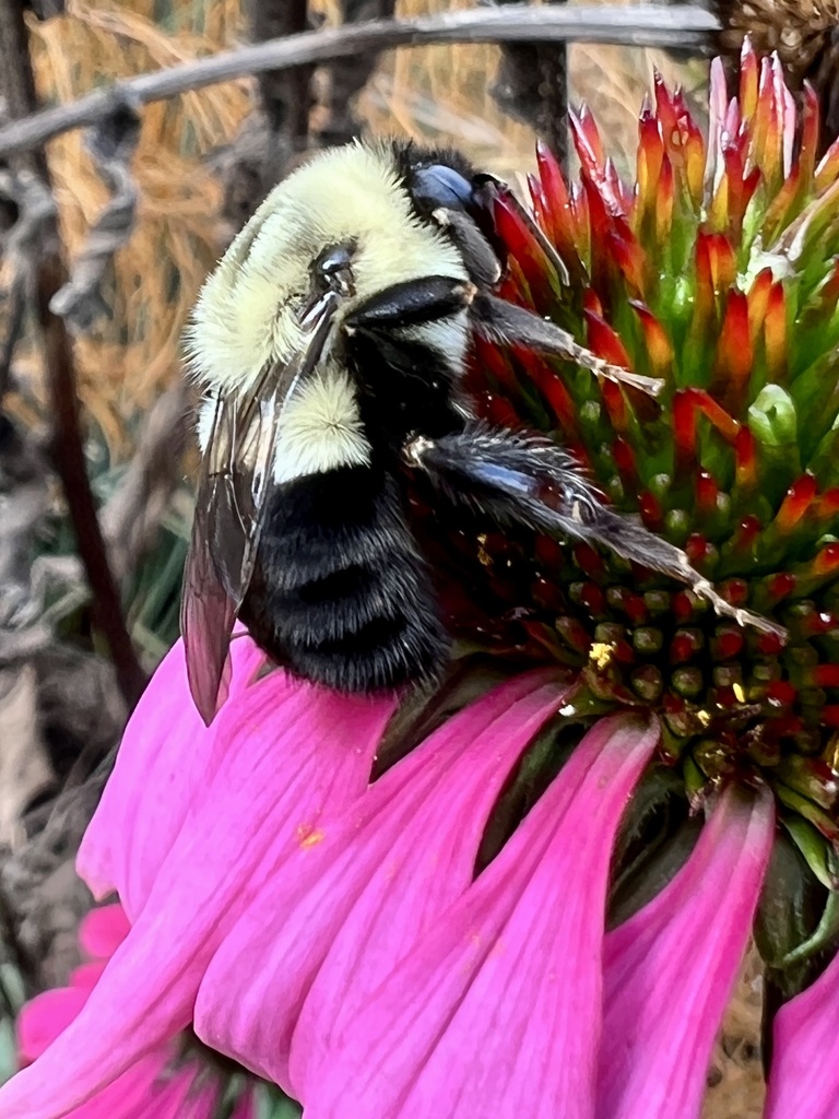 Common Eastern Bumble Bee from Grove St, Silver Spring, MD, US on ...