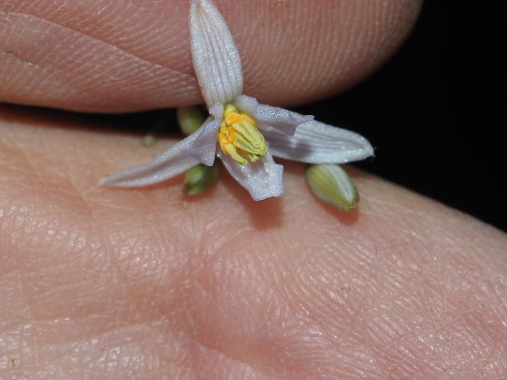 Pale Flax-Lily from Walligan QLD 4655, Australia on November 11, 2022 ...