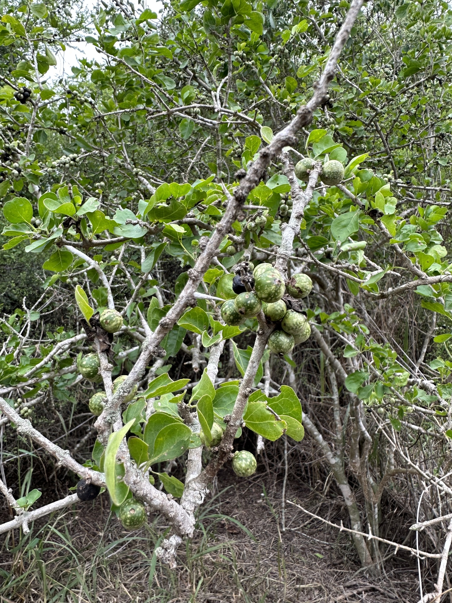 Randia obcordata S.Watson
