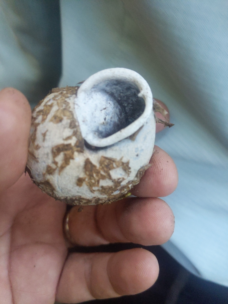 Helicoid Land Snails from Quito, EC-PI, EC on November 13, 2022 at 08: ...