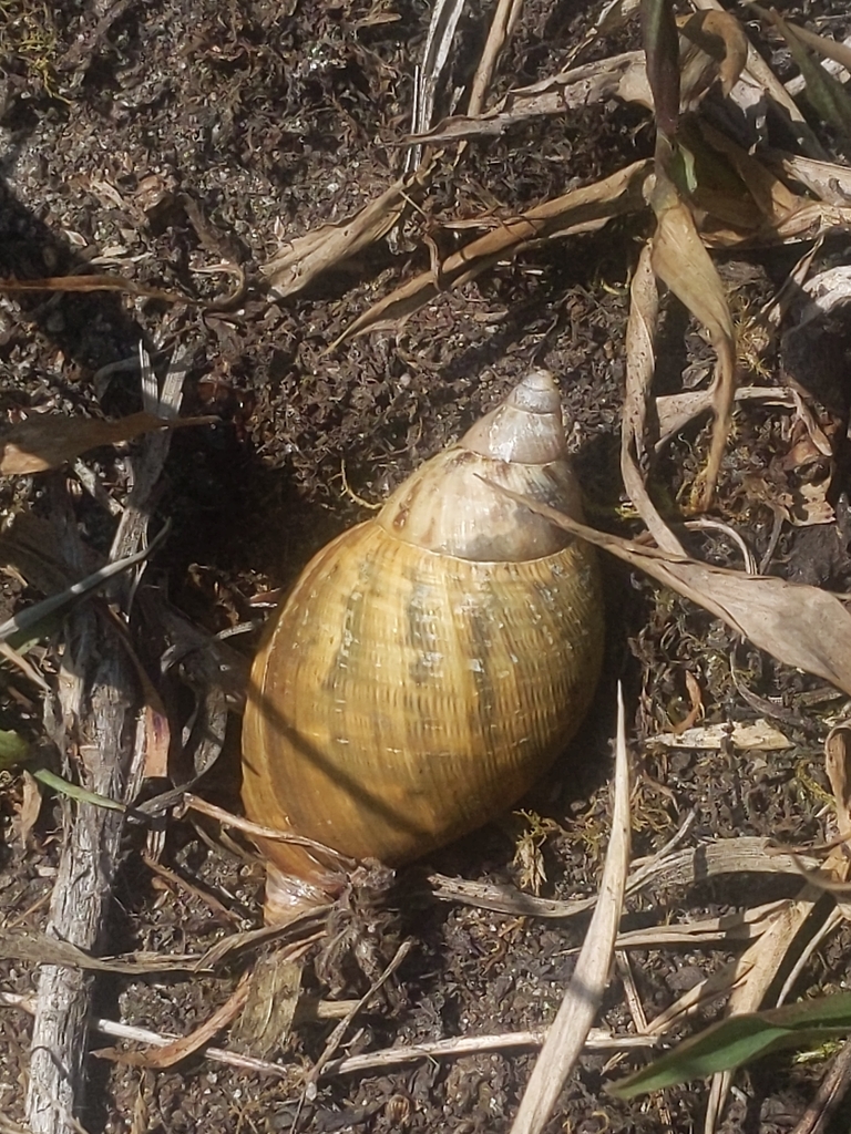 Porphyrobaphe irrorata from Quito, EC-PI, EC on November 13, 2022 at 01 ...