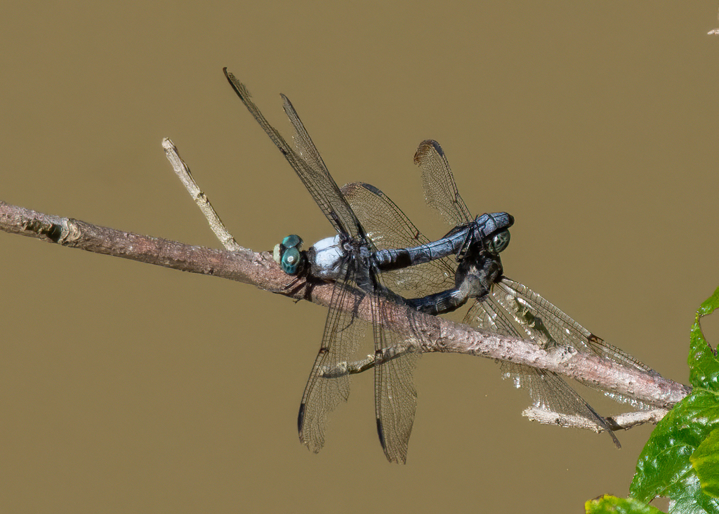 Great Blue Skimmer from Anne Arundel County, MD, USA on August 26, 2022 ...