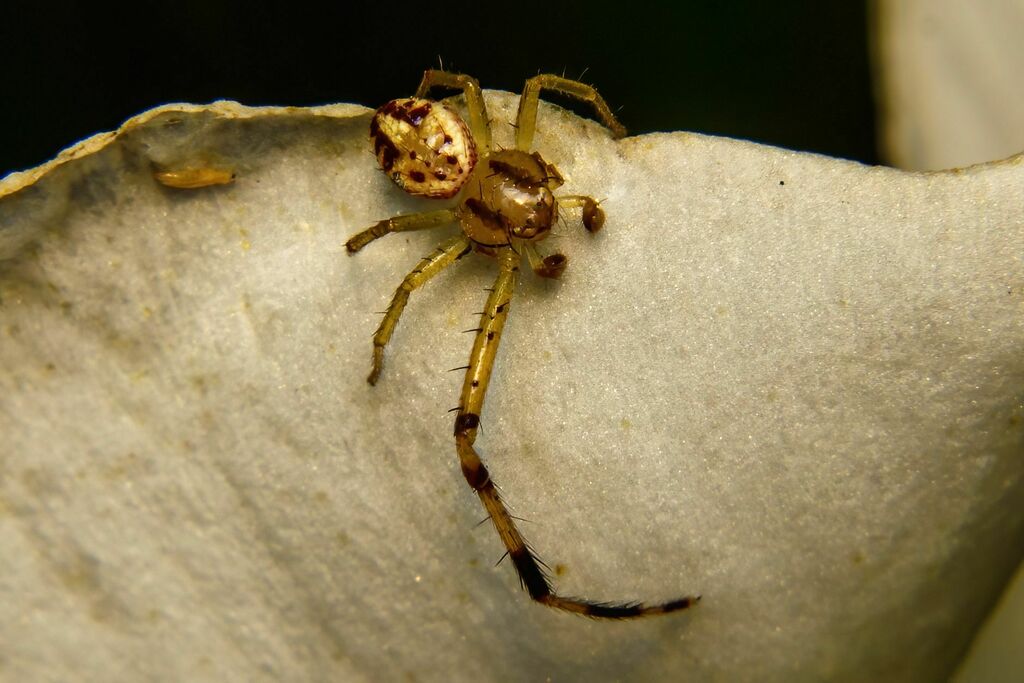 Misumenops from Santa Teresa, Santa Fe, Argentina on November 12, 2022 ...