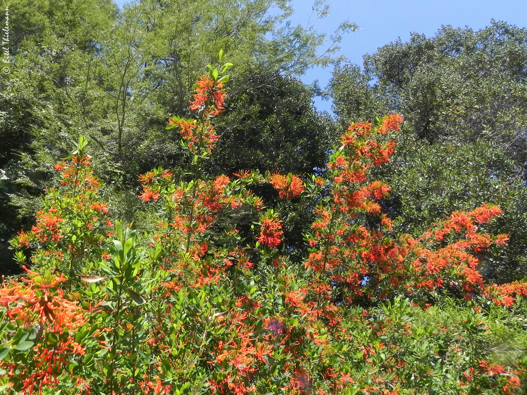 Chilean fire bush from El Carmen, Ñuble, Chile on November 05, 2022 at ...