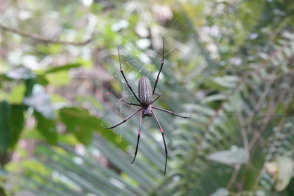 Nephila constricta from town council, Bigodi, Uganda on August 14, 2022 ...