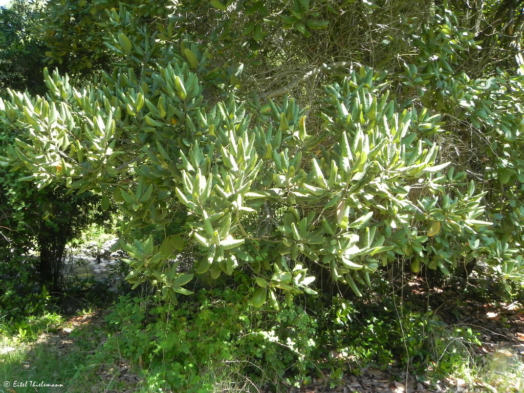 lingue from Provincia de Diguillín, Ñuble, Chile on November 05, 2022 ...