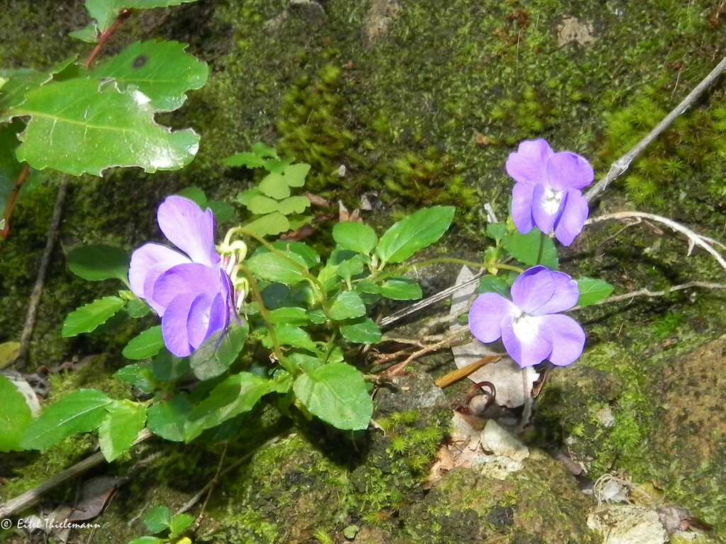 Viola portalesia from Provincia de Diguillín, Ñuble, Chile on November ...