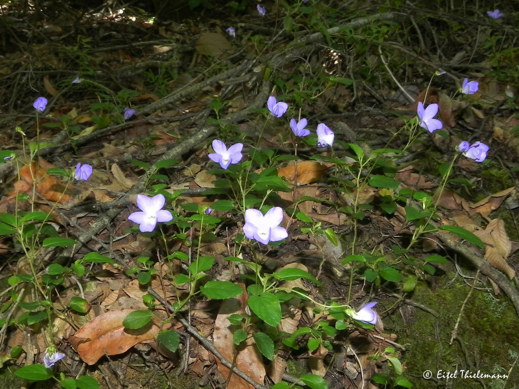 Viola portalesia from El Carmen, Ñuble, Chile on November 05, 2022 at ...