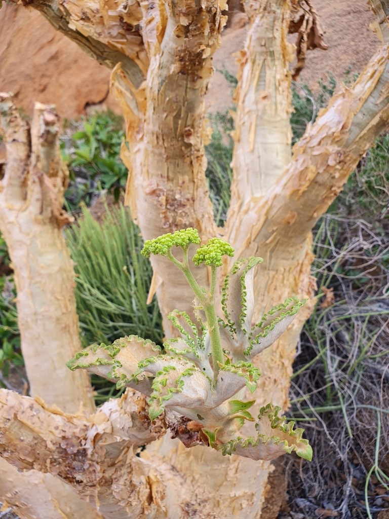 Cobas Tree from Erongo, Namibia on September 28, 2022 at 07:41 AM by ...